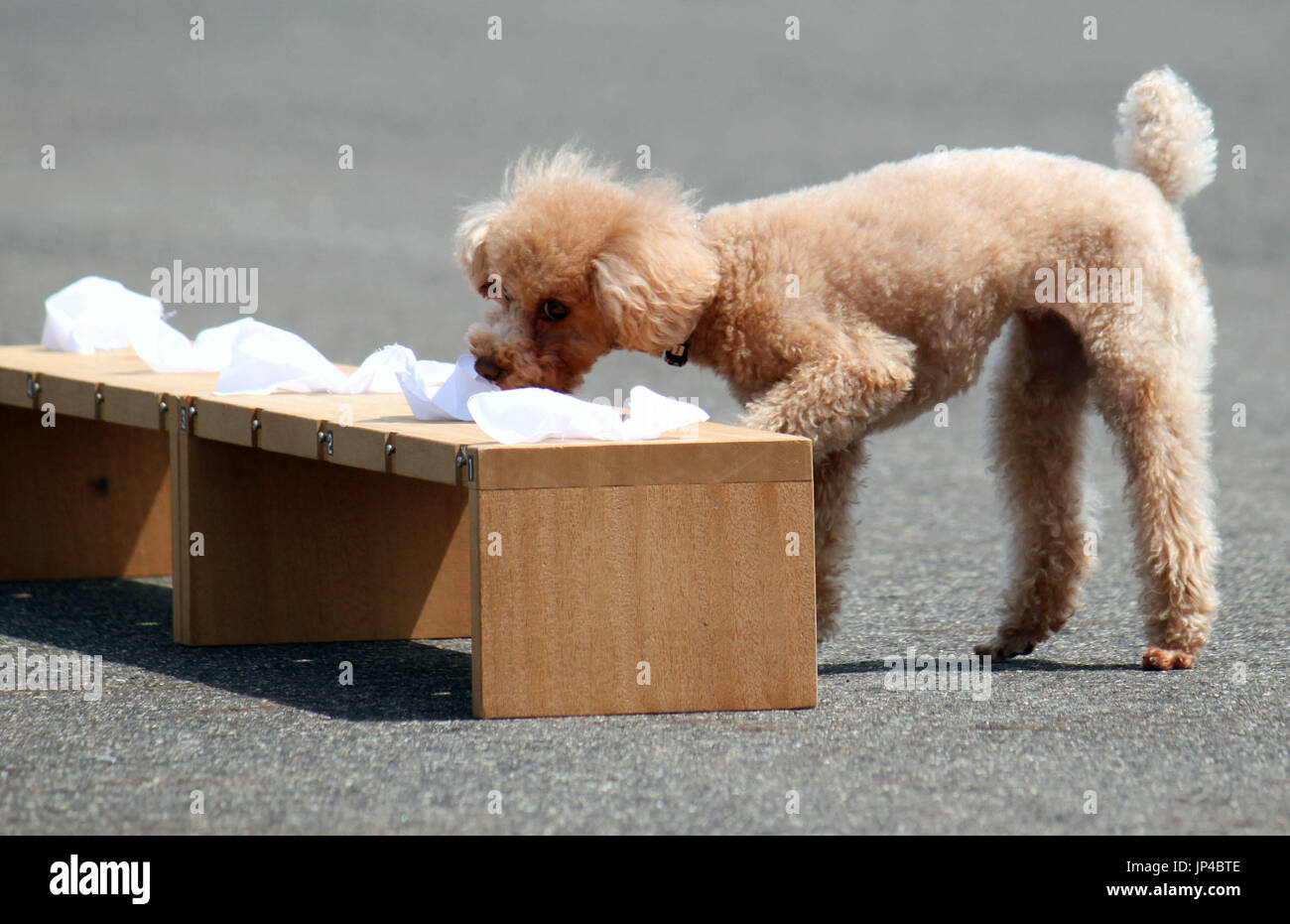 TOTTORI, Japan - A toy poodle is shown on May 24, 2014, undergoing ...