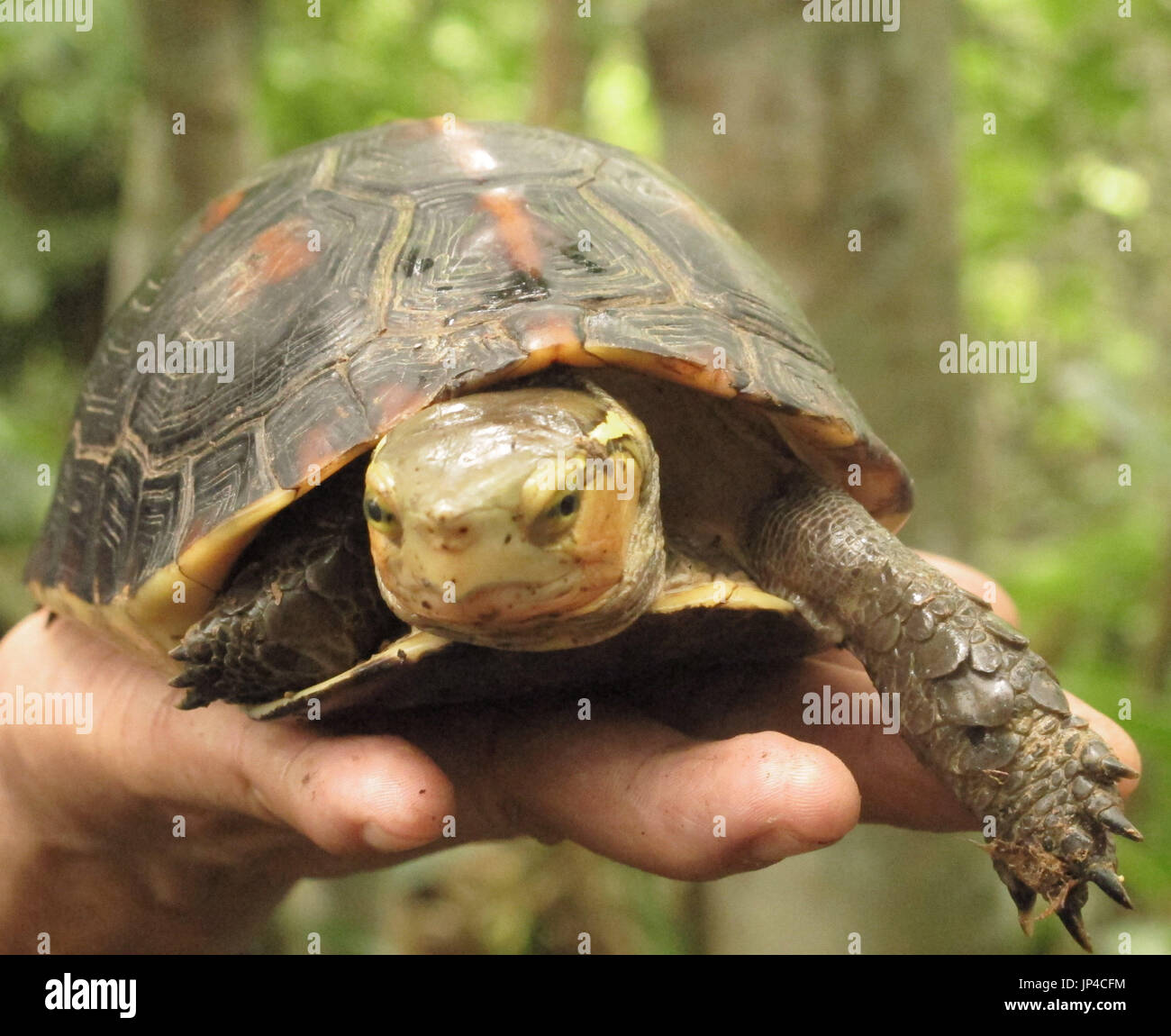 NEW TAIPEI, Taiwan - Photo shows a yellow-margined box turtle before ...