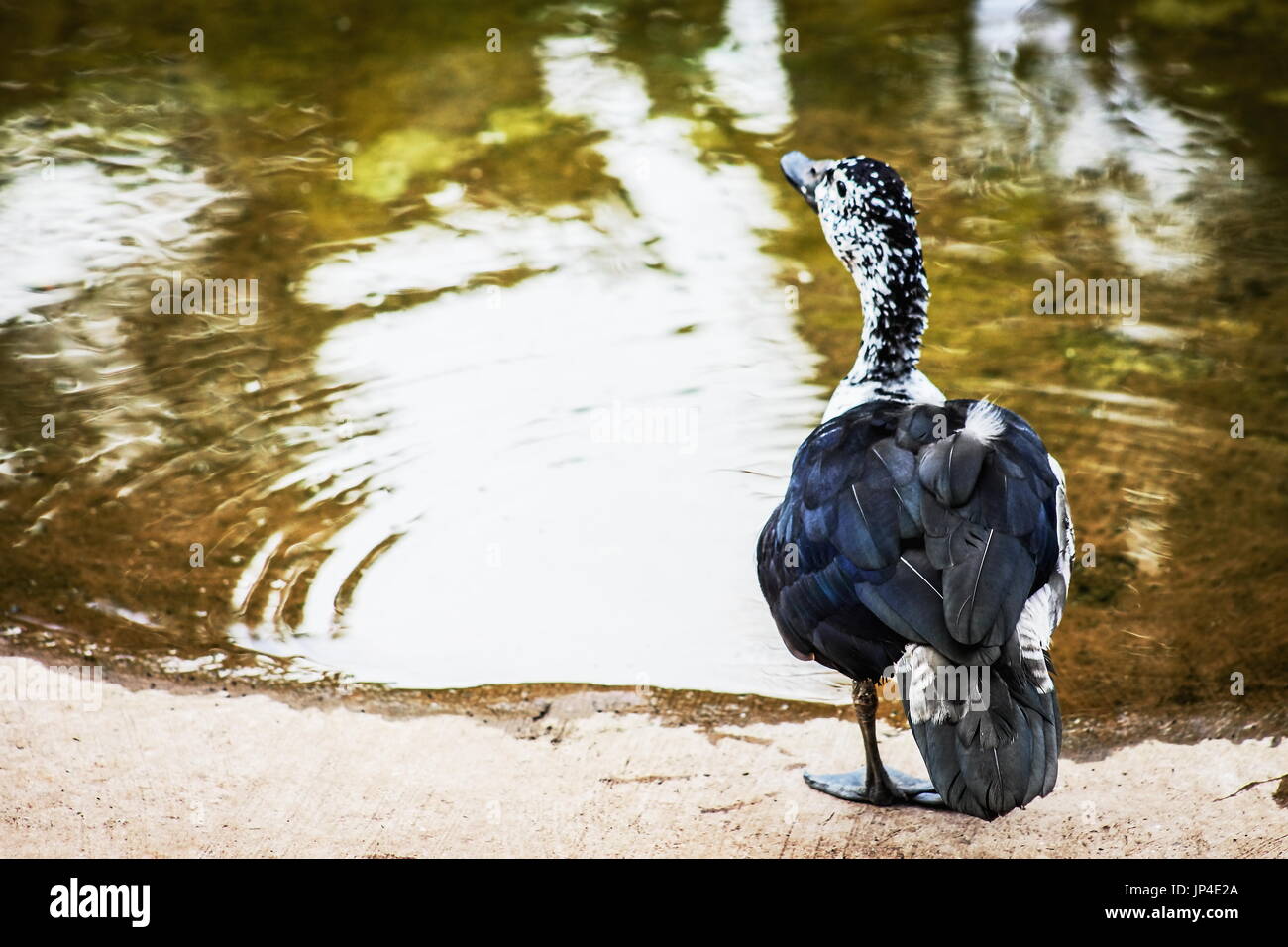 The knob-billed duck (Sarkidiornis melanotos), or African comb duck ...