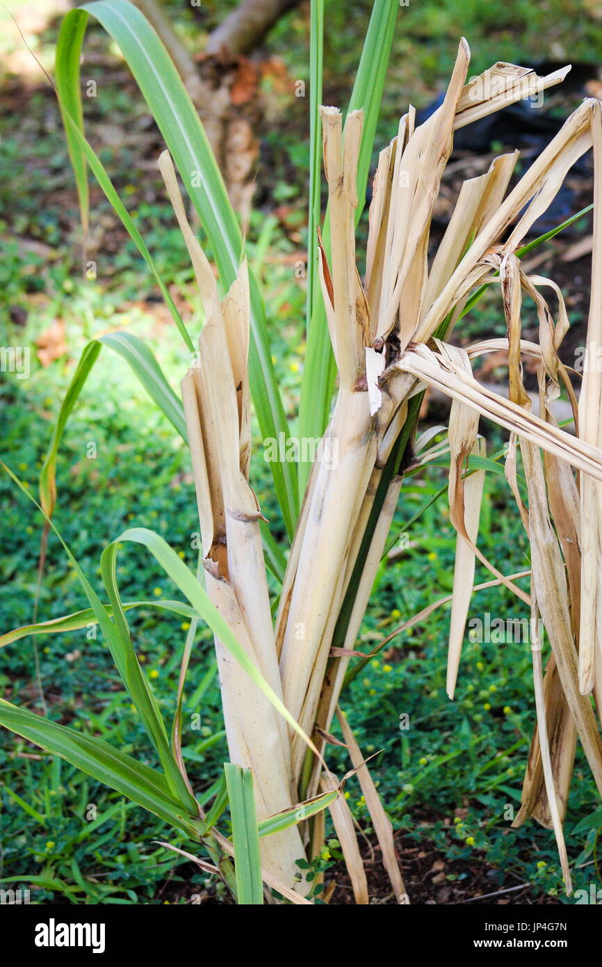 Sugar cane growing hi-res stock photography and images - Alamy