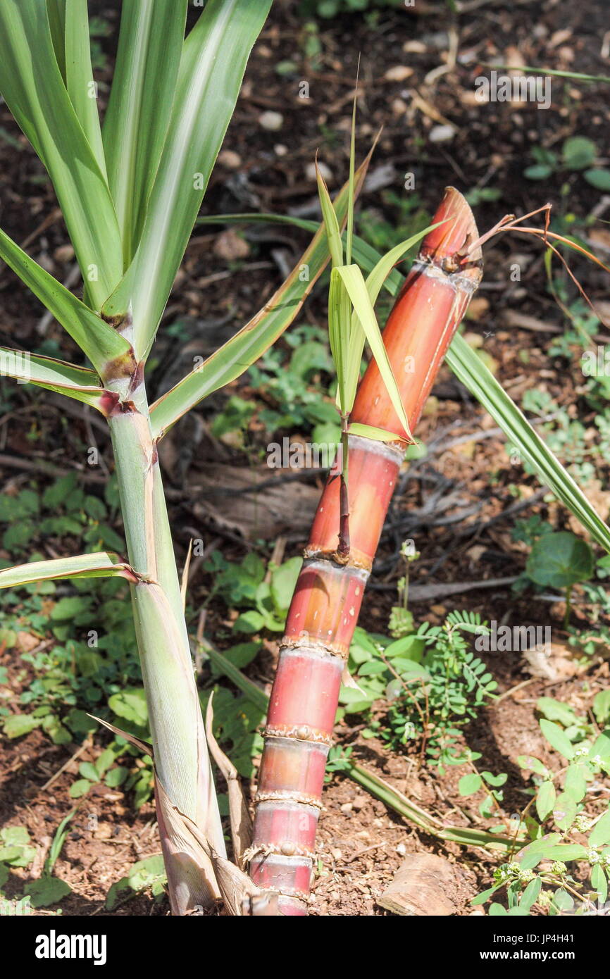 Sugar cane crop hi-res stock photography and images - Alamy