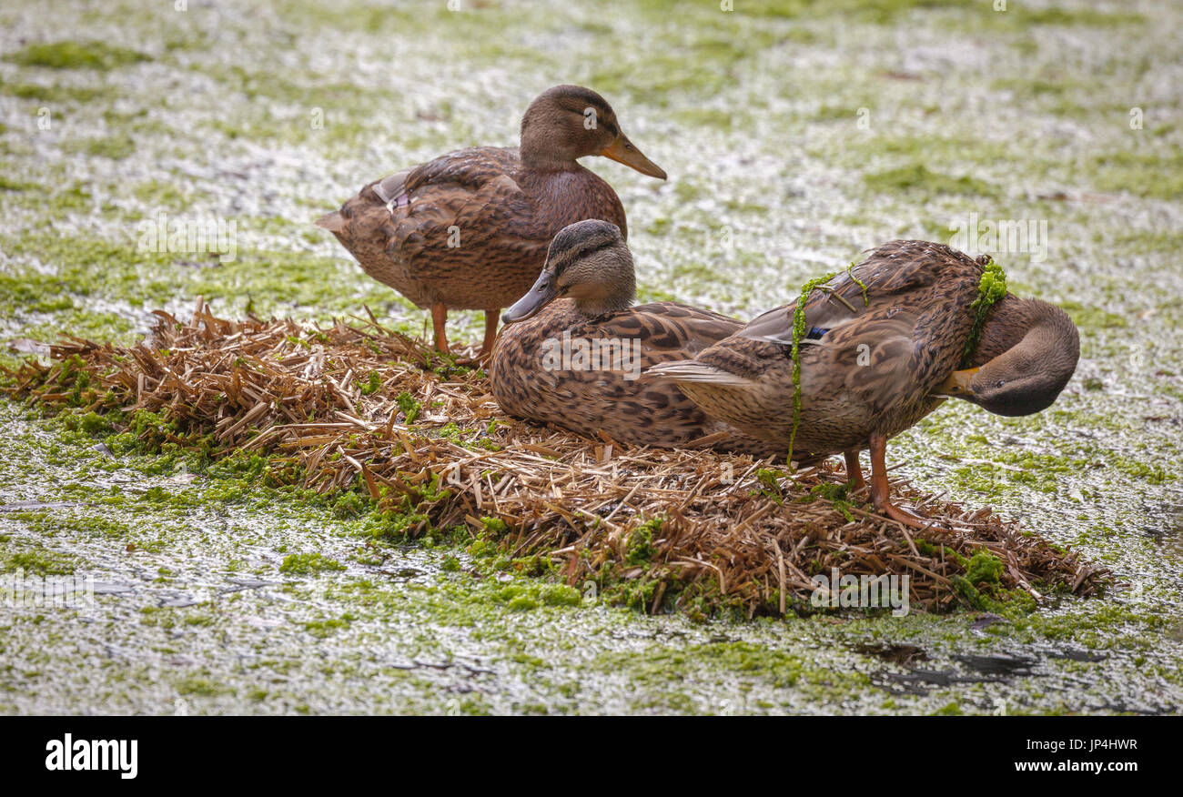 Long necked duck hi-res stock photography and images - Alamy