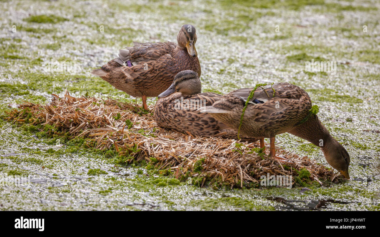 Male mallard duck drinking hi-res stock photography and images - Alamy