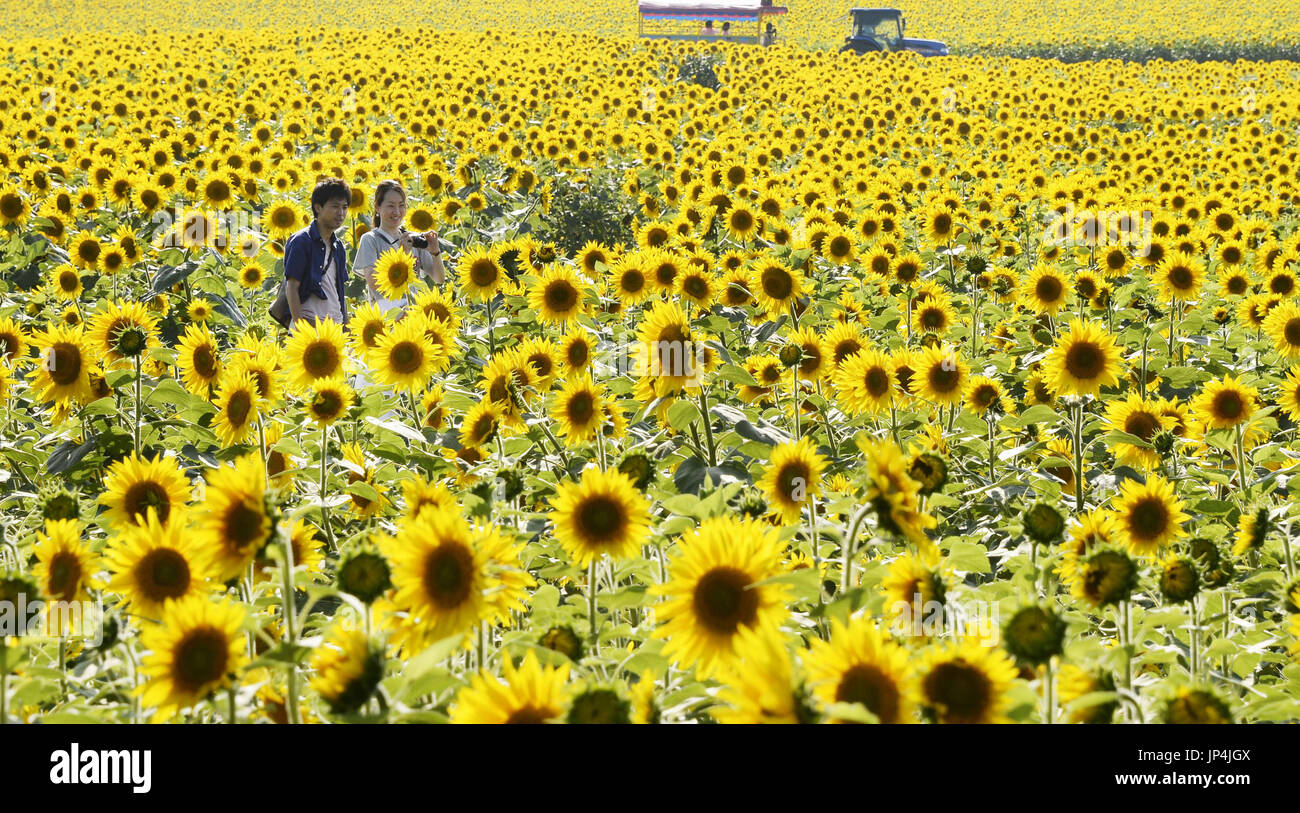 SAPPORO, Japan - Sunflowers are in full bloom at Himawari-no-Sato ...