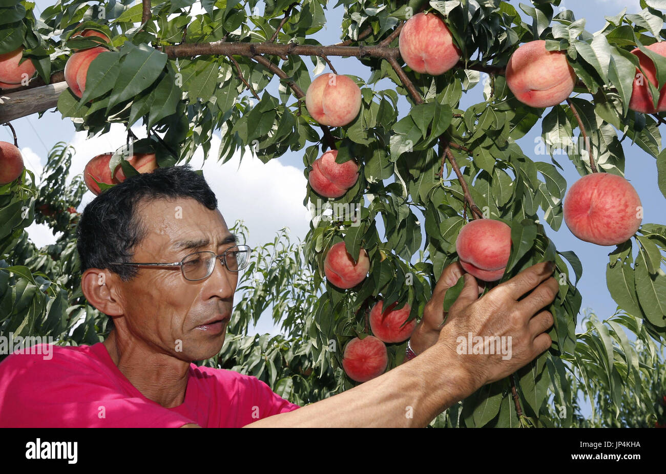 FUKUSHIMA, Japan - Farmer Toru Kikuta checks out ripe peaches ready for ...