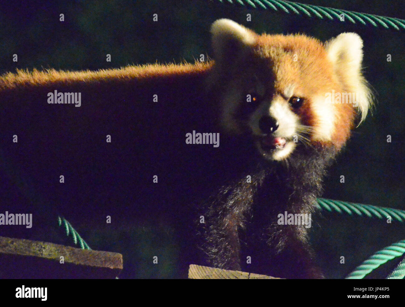 ASAHIKAWA, Japan - A red panda is seen during nighttime exhibition ...