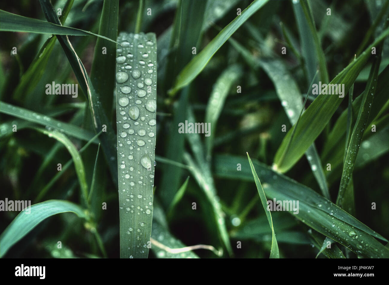 Lawn raindrops hi-res stock photography and images - Alamy
