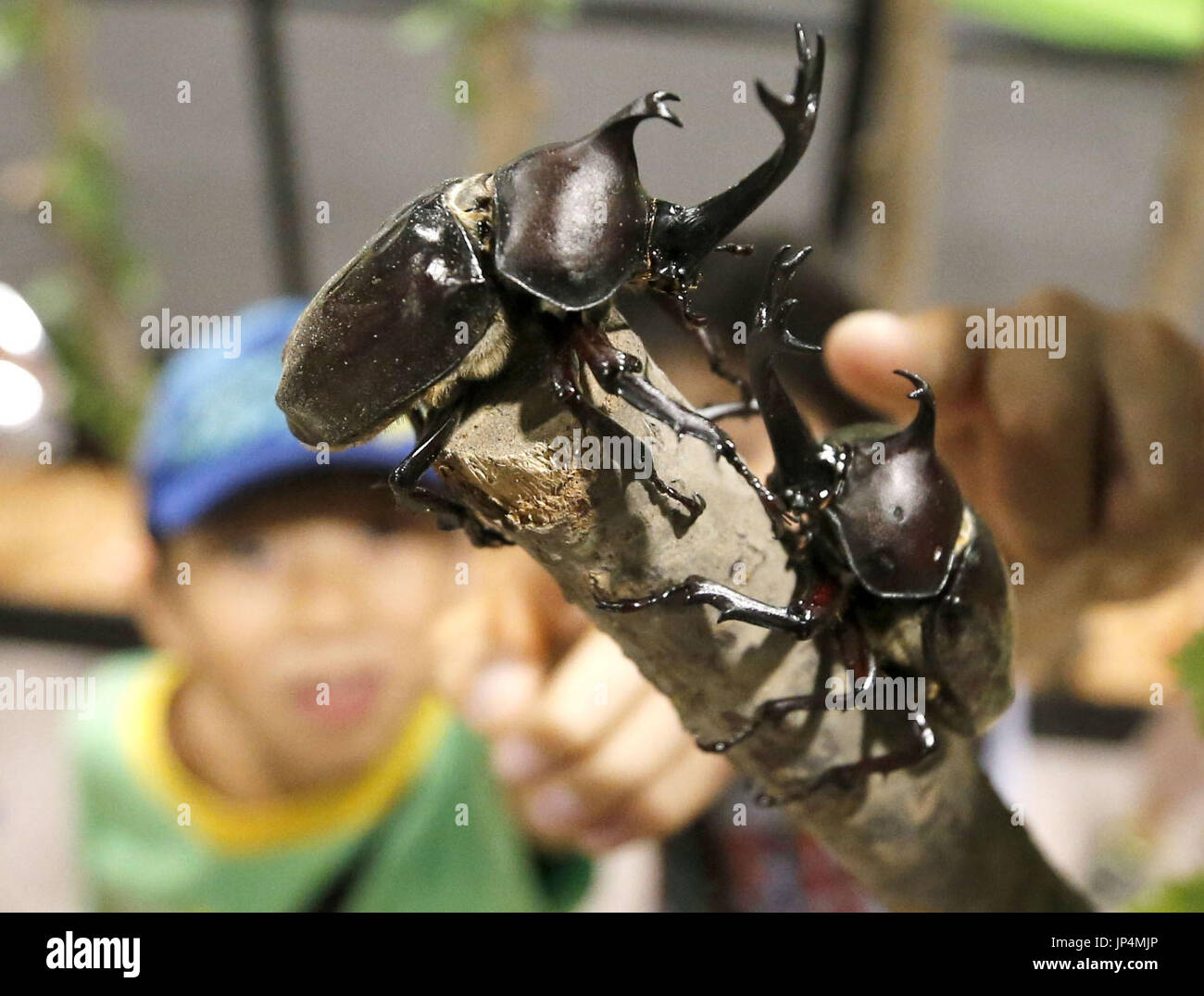 TOKYO, Japan - Beetles are showcased in an insect exhibition that ...