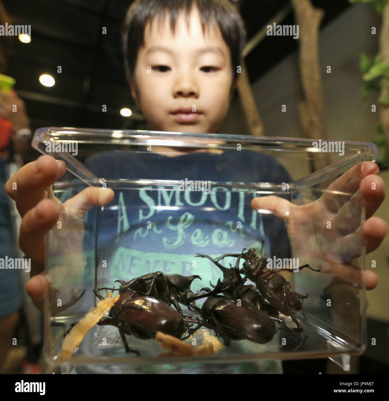 TOKYO, Japan - A child observes beetles showcased in an insect ...