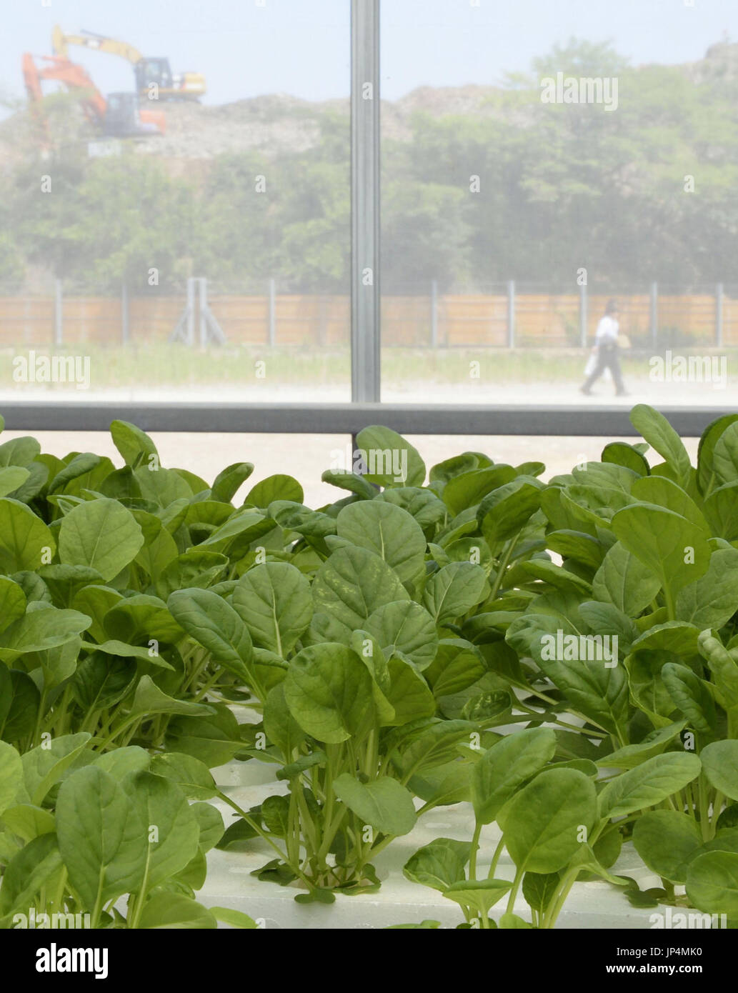 ISHINOMAKI, Japan - Leafy vegetables grown at a vegetable plant built ...