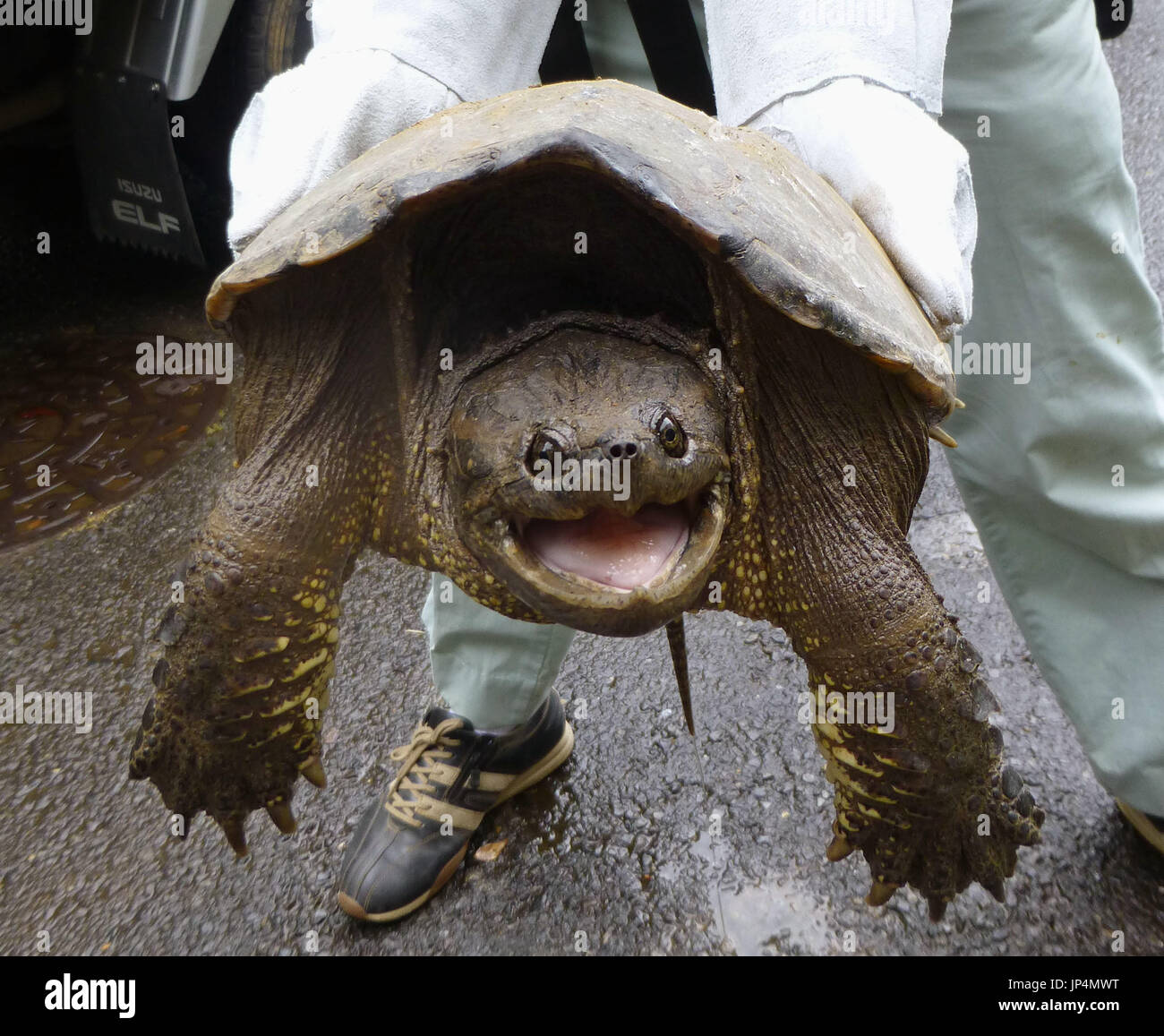 CHIBA, Japan - A snapping turtle captured from the waterfront of Lake ...
