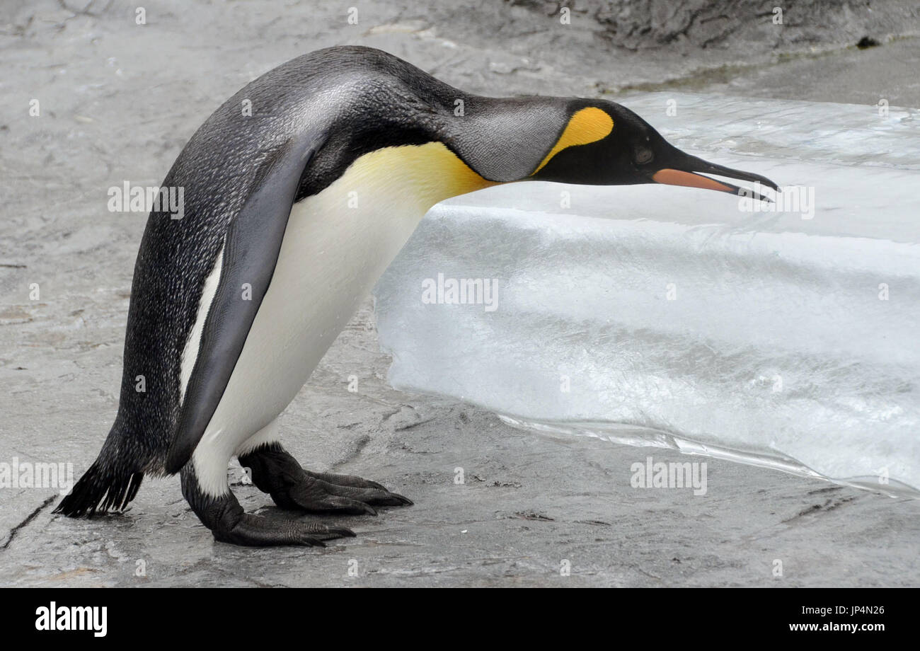 ASAHIKAWA, Japan - A penguin at the Asahiyama Zoo in Asahikawa on Japan ...