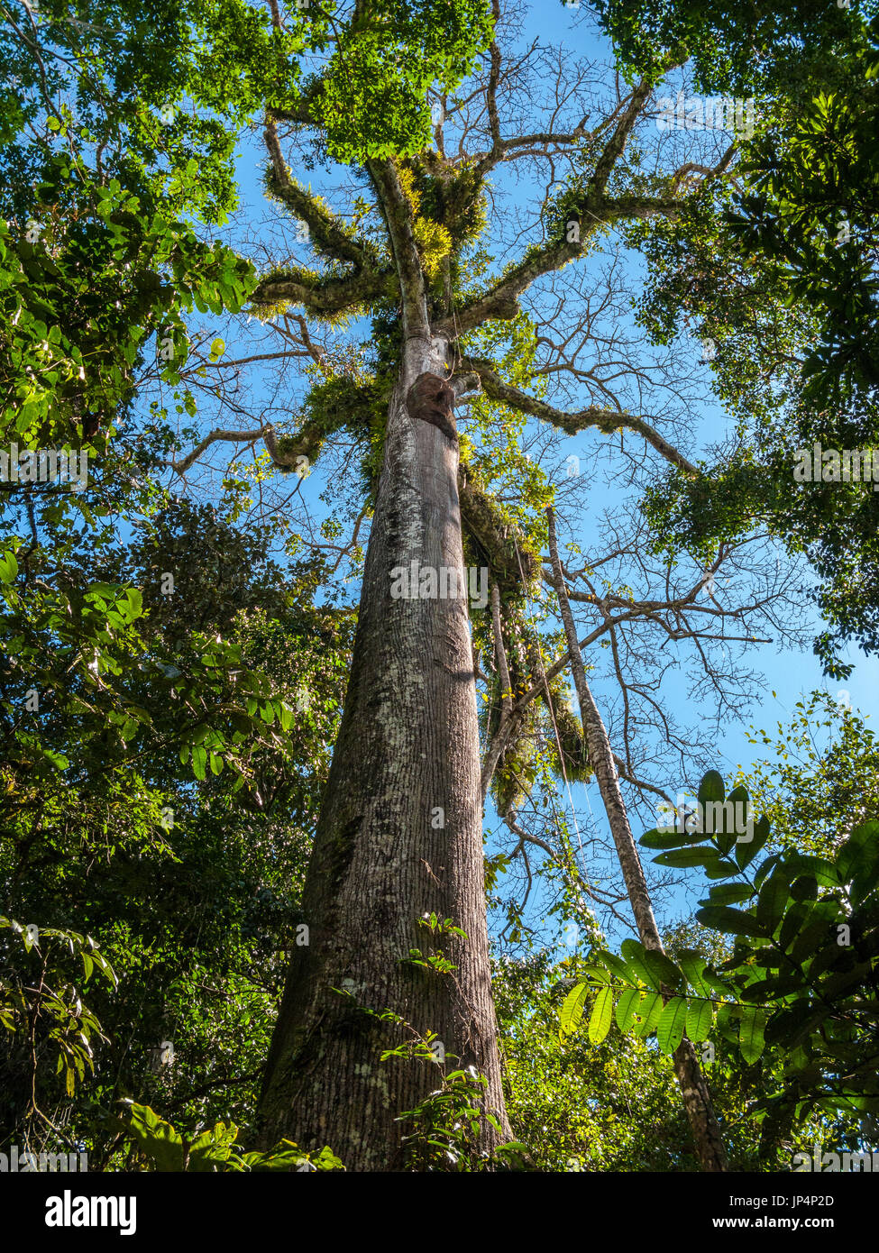 Big tree in the middle of the forest, Manu National Park in Peru Stock ...