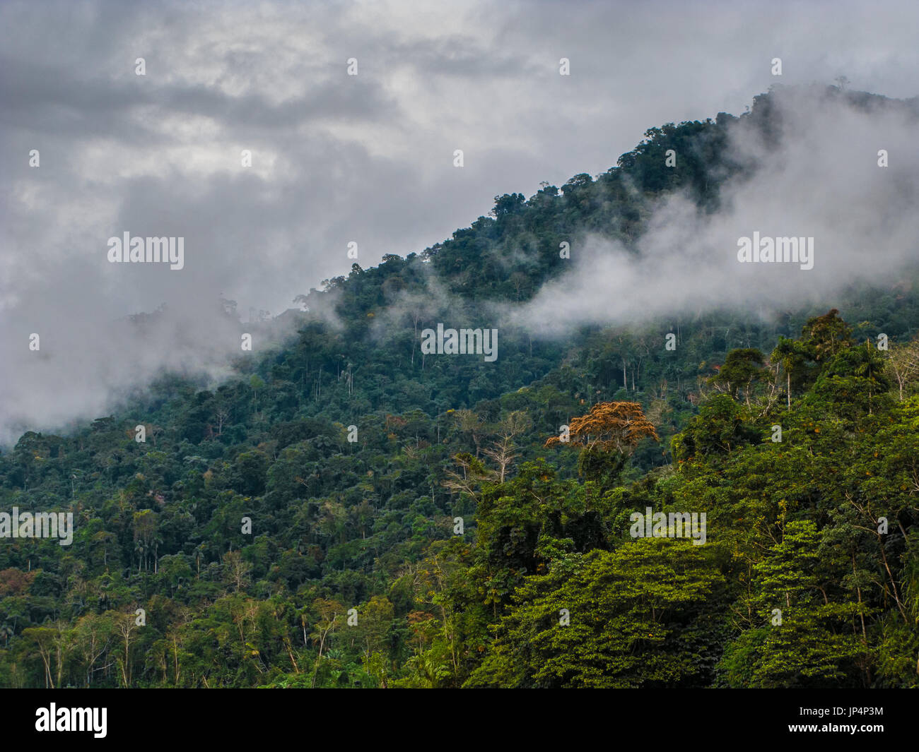Rain forest in Manu National Park, Peru Stock Photo - Alamy