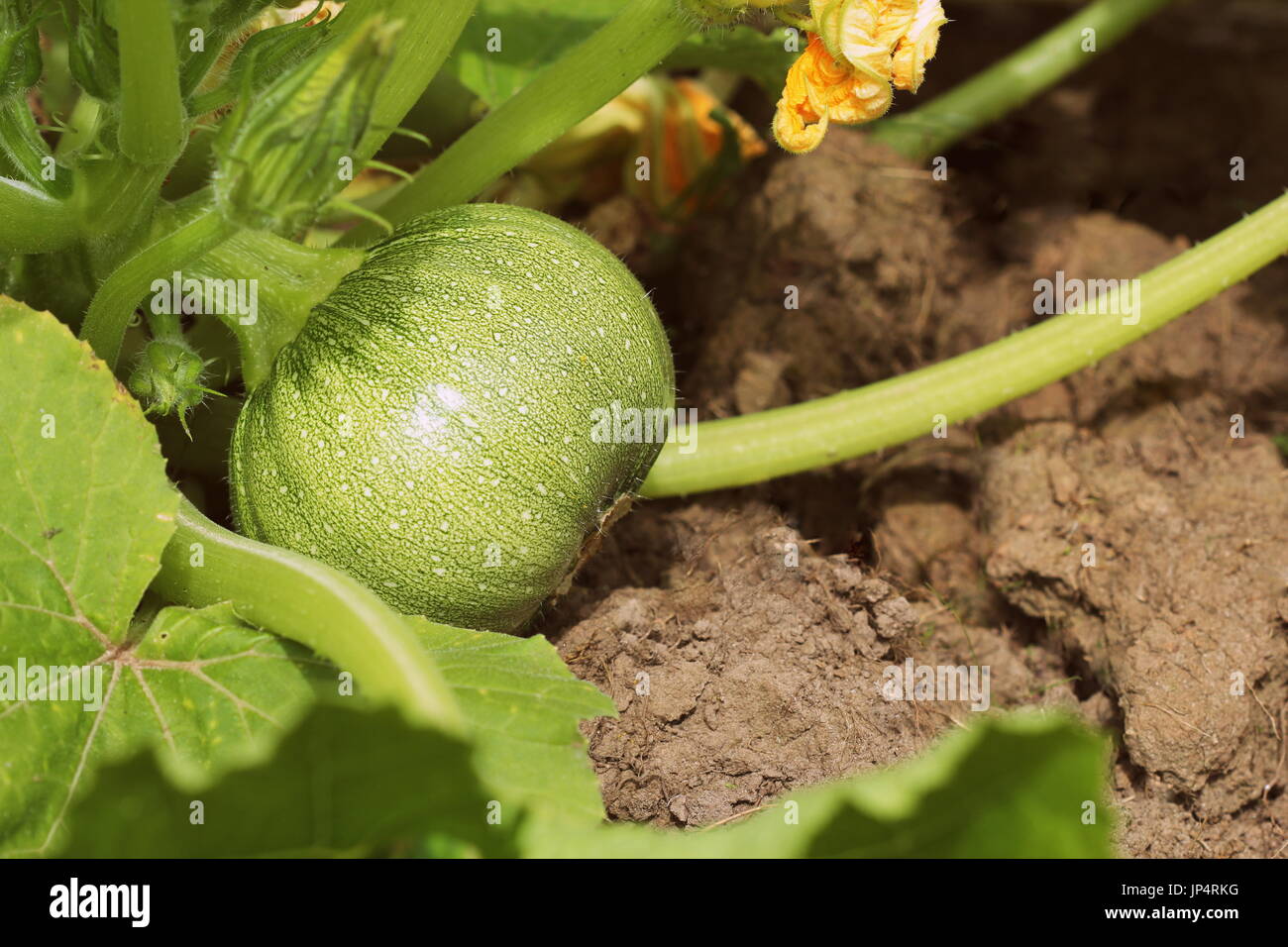 Round yellow zucchini with green leaves and yellow flowers growing in ...