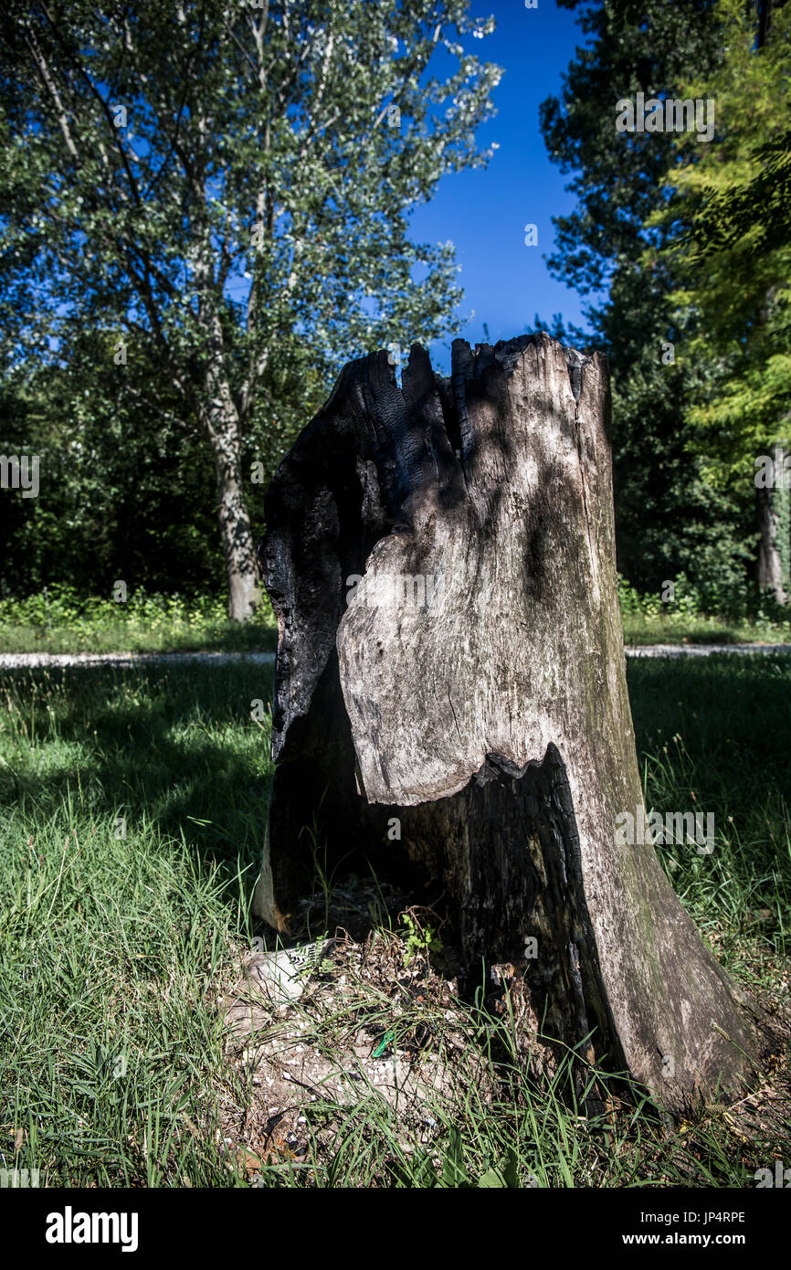 Damaged old stump in a forest Stock Photo - Alamy
