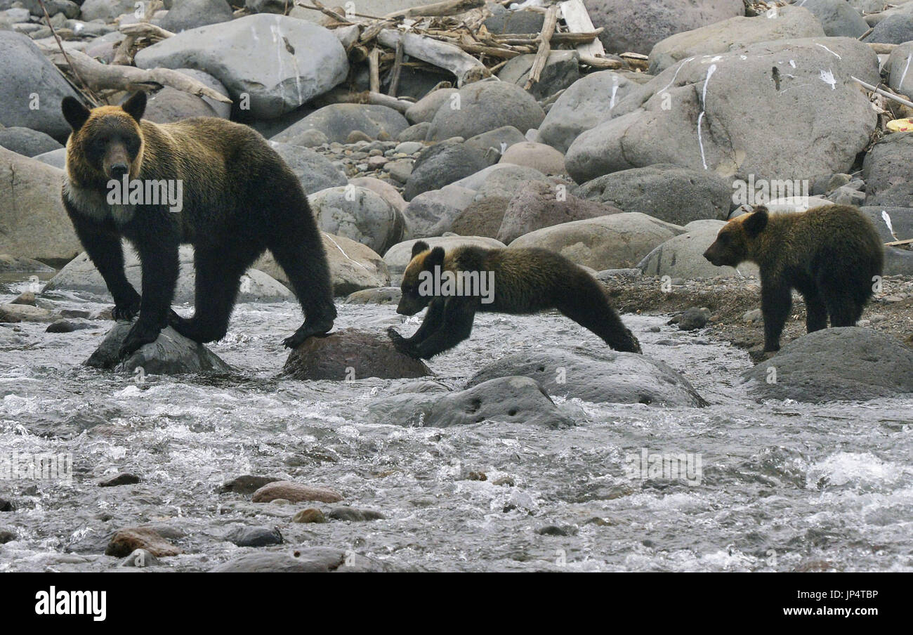 SHARI, Japan - A brown bear and its cubs are seen hunting for pink ...