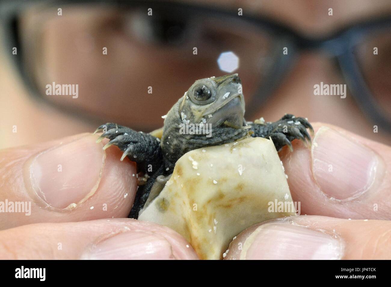 OSAKA, Japan - A Japanese pond turtle, a species endemic to Japan ...