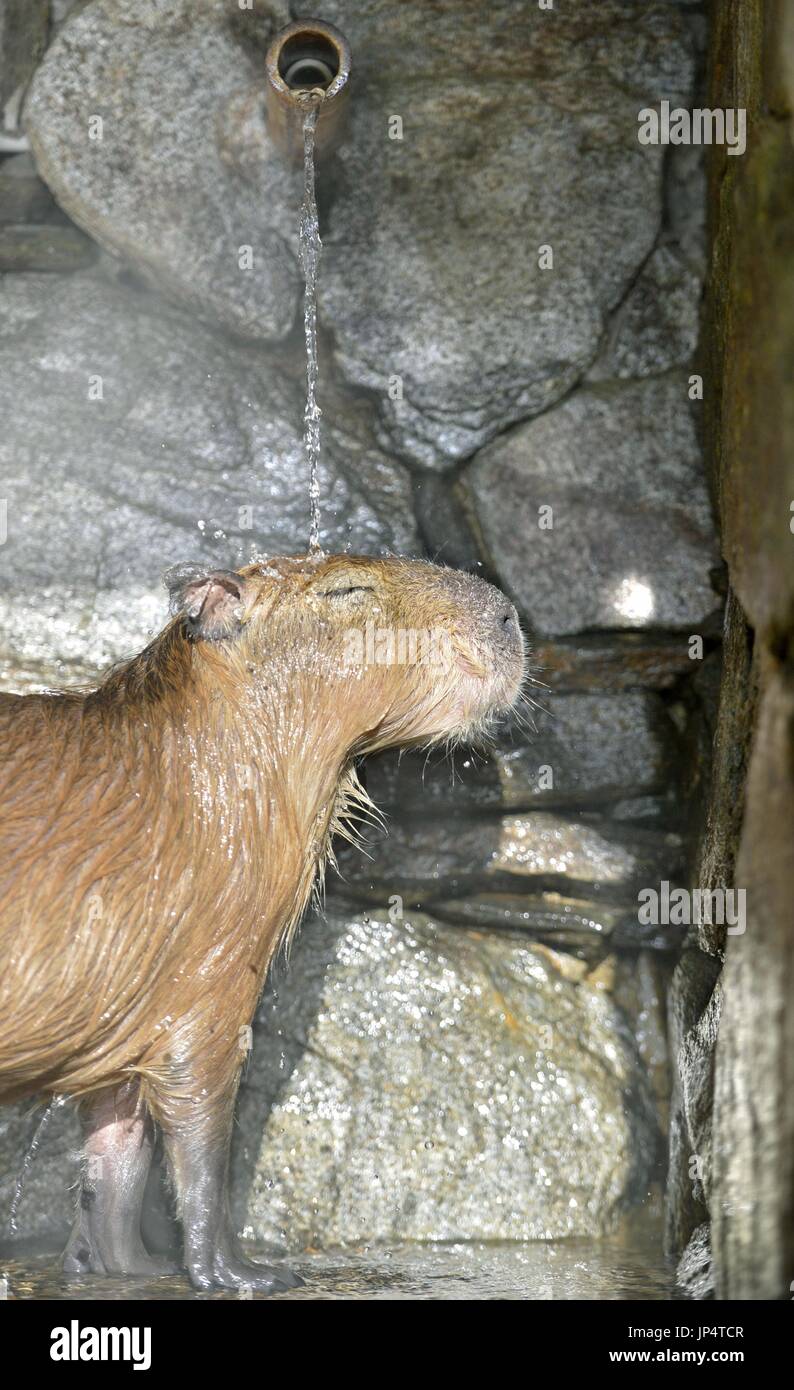 OSAKA, Japan - A capybara relaxes under a hot-water drip at Nagasaki ...