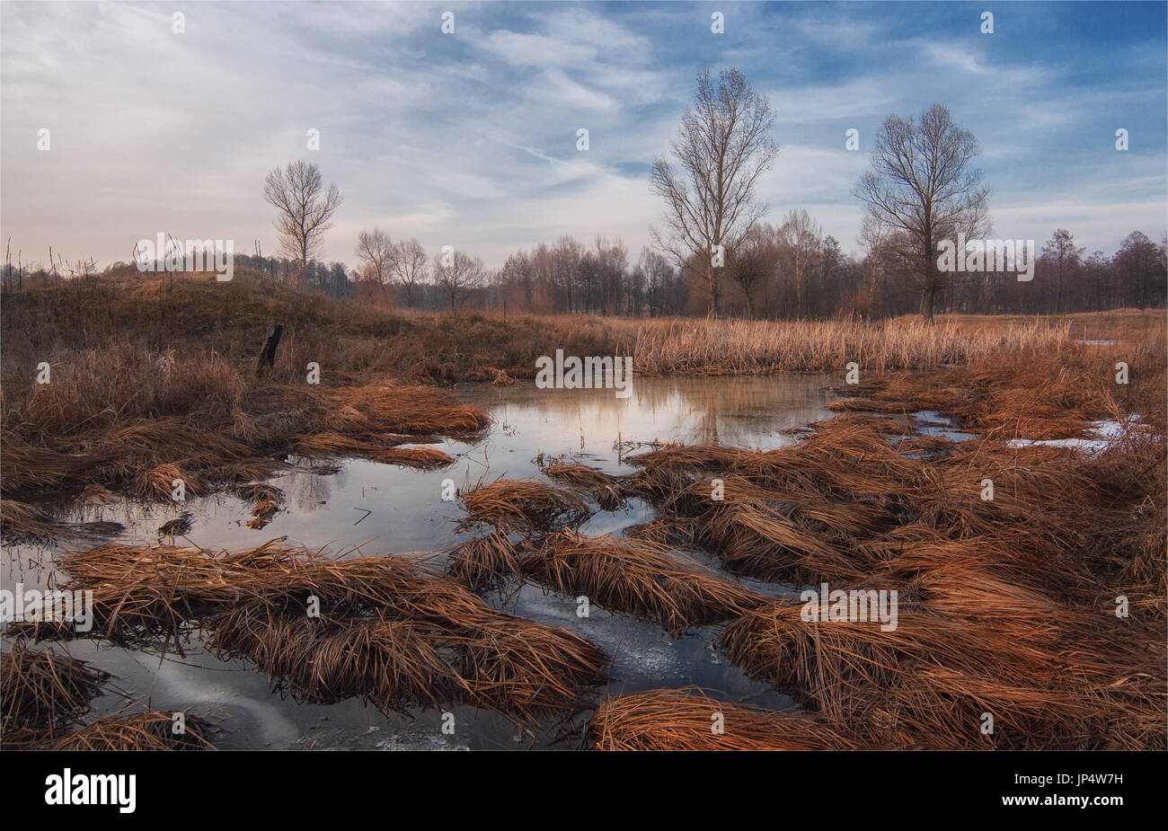 Amber tree spring hi-res stock photography and images - Alamy