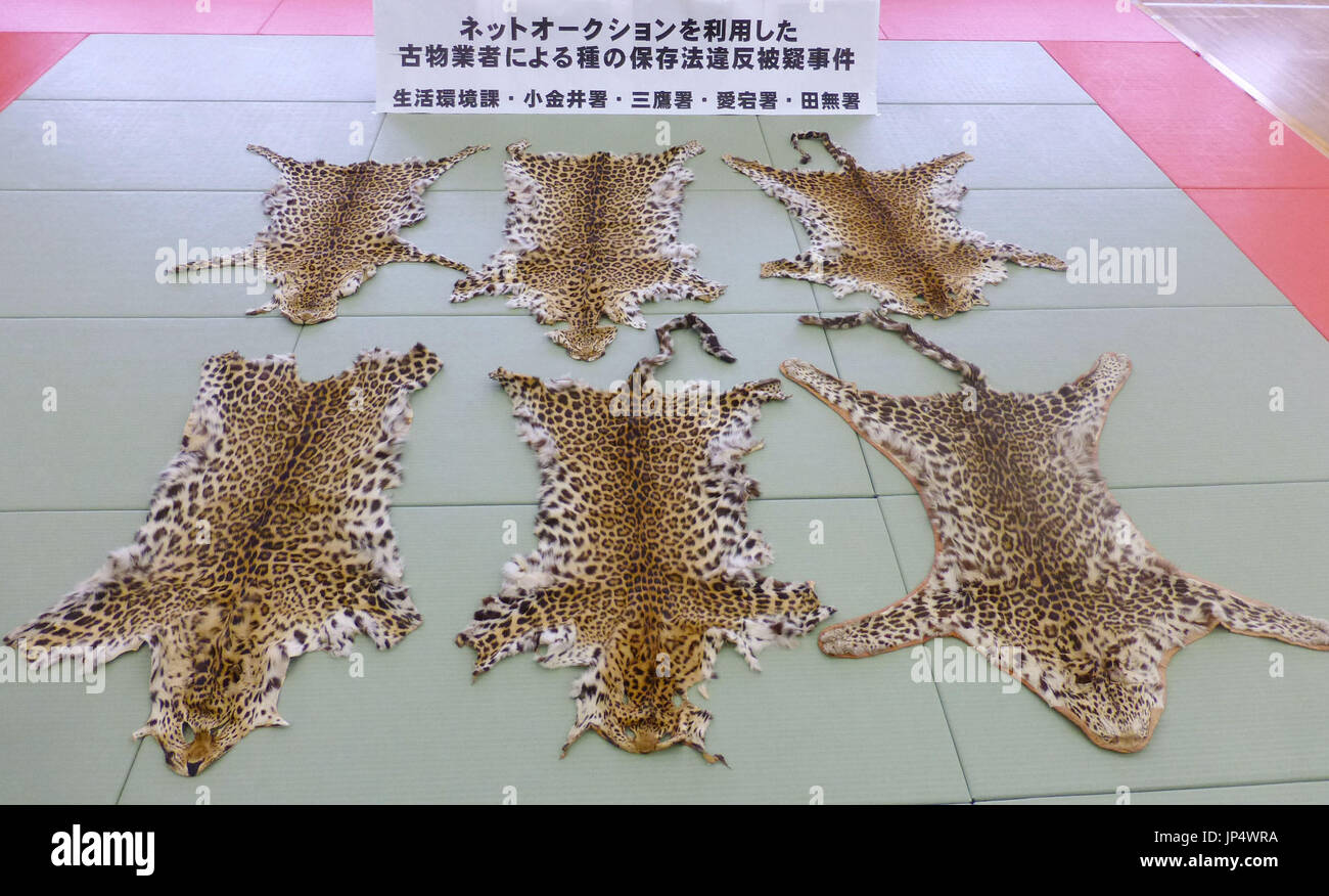 TOKYO, Japan - Leopard furs seized by police are displayed at a police ...