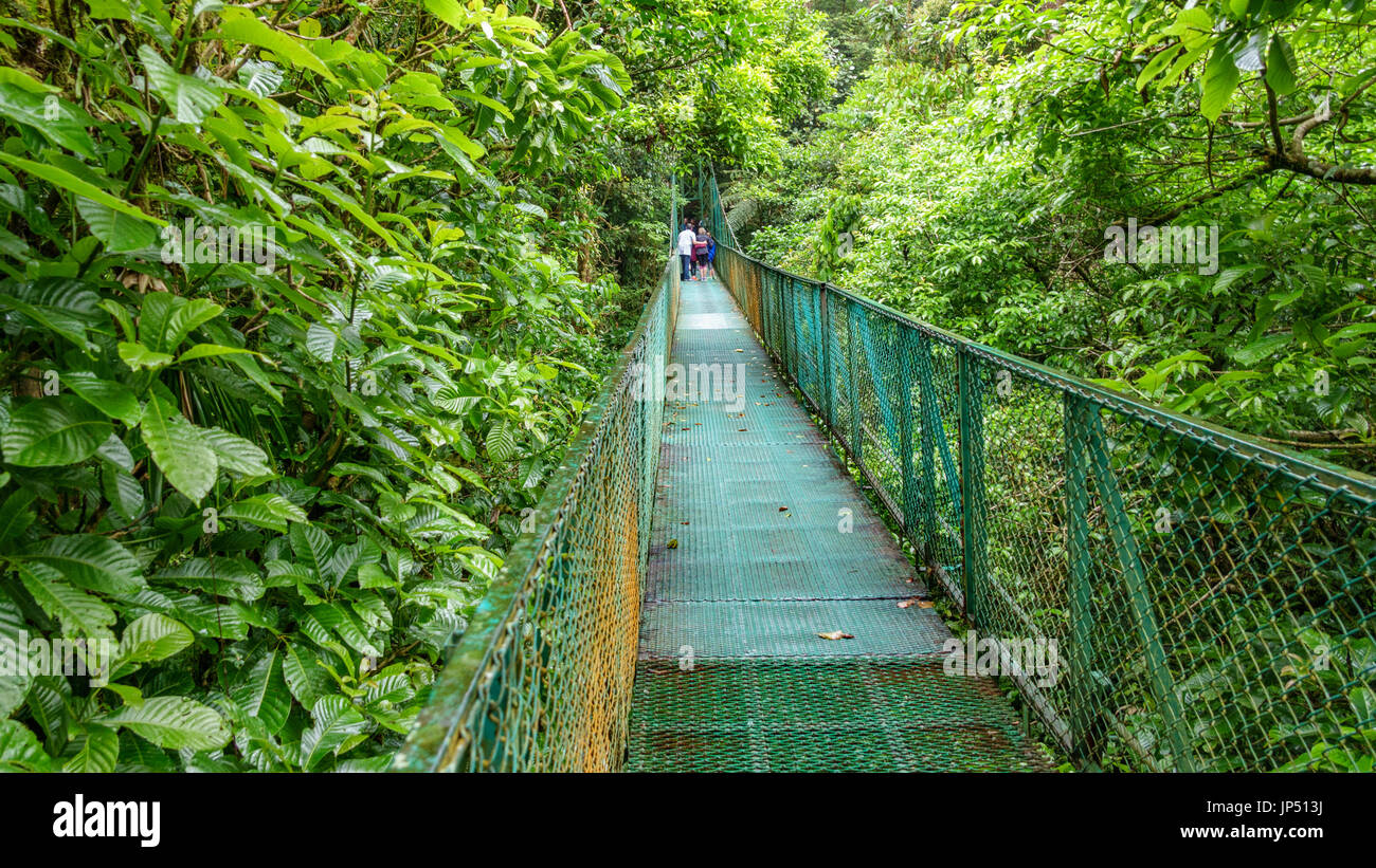Green hanging bridge in Rainforest of Monteverde Stock Photo - Alamy