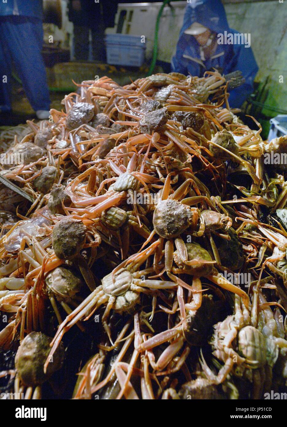 TOYOOKA, Japan - Photo shows snow crabs caught in the Sea of Japan off ...