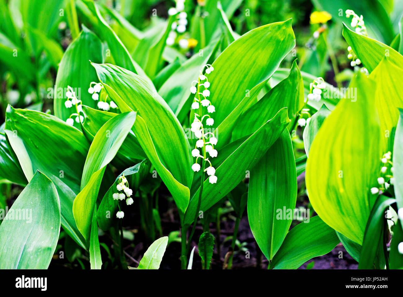 May lilies hi-res stock photography and images - Alamy