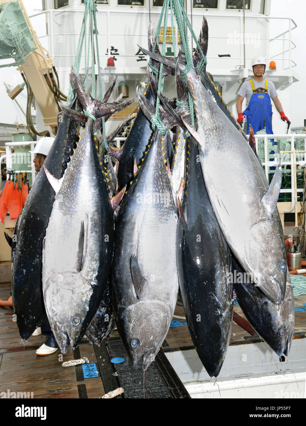TOKYO, Japan - File photo taken in June 2014 shows bluefin tuna catches ...