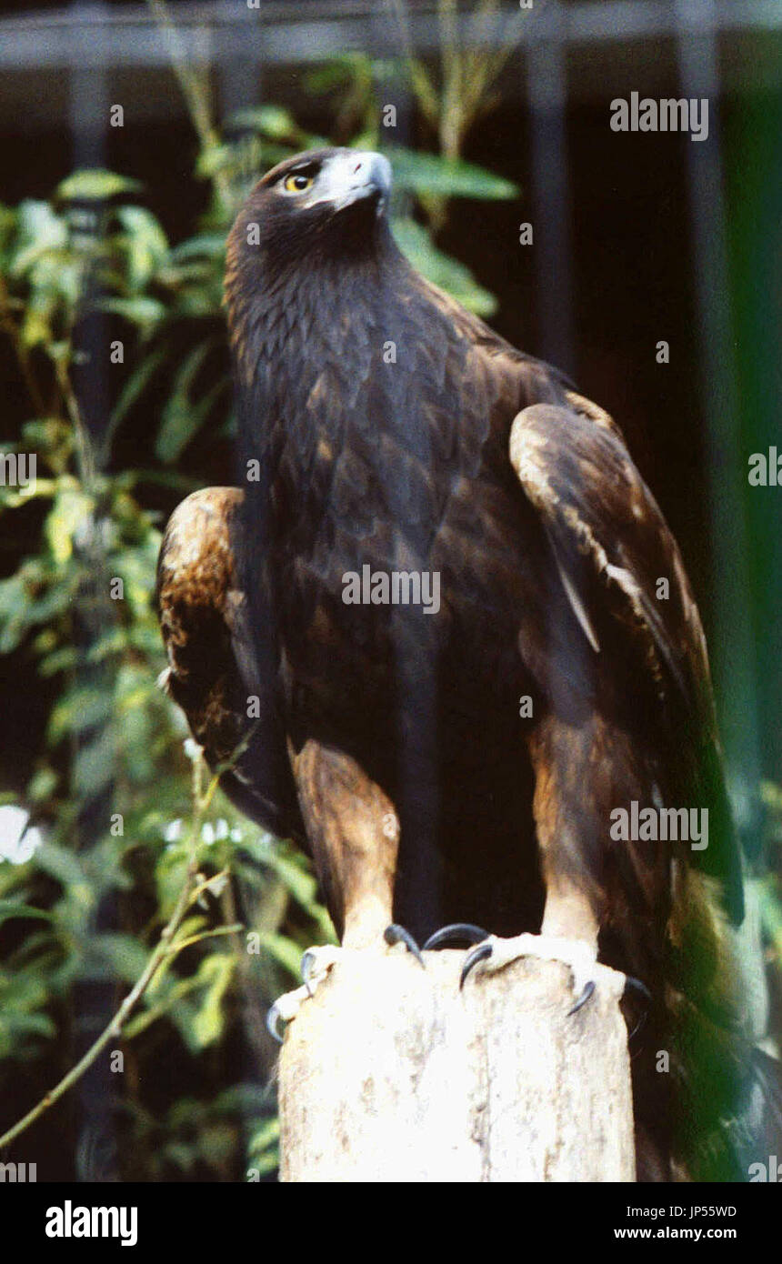 TOKYO, Japan - A golden eagle, one of the endangered species in Japan ...