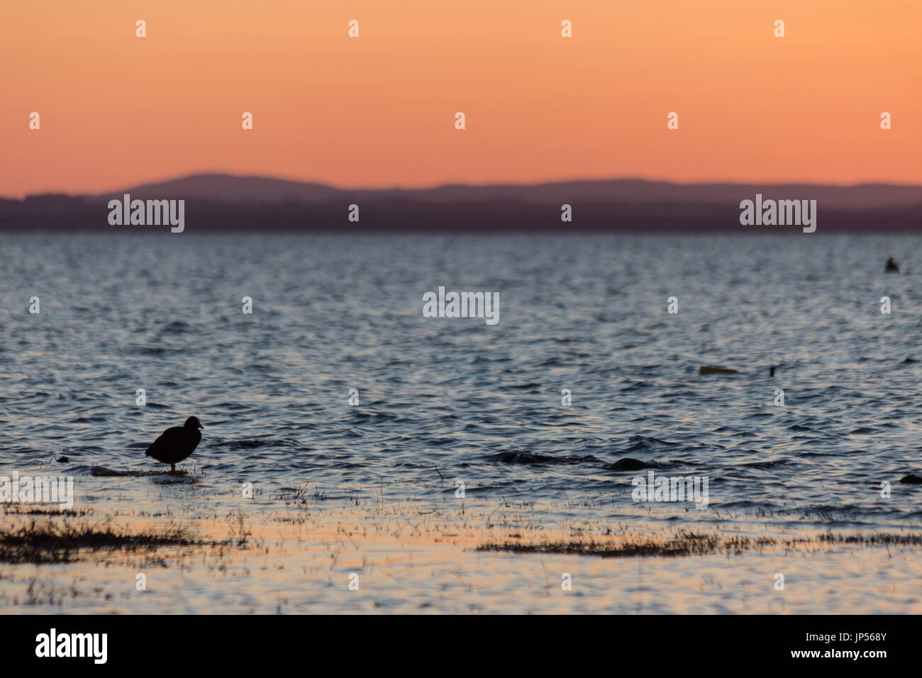 Focus on a bird hi-res stock photography and images - Alamy