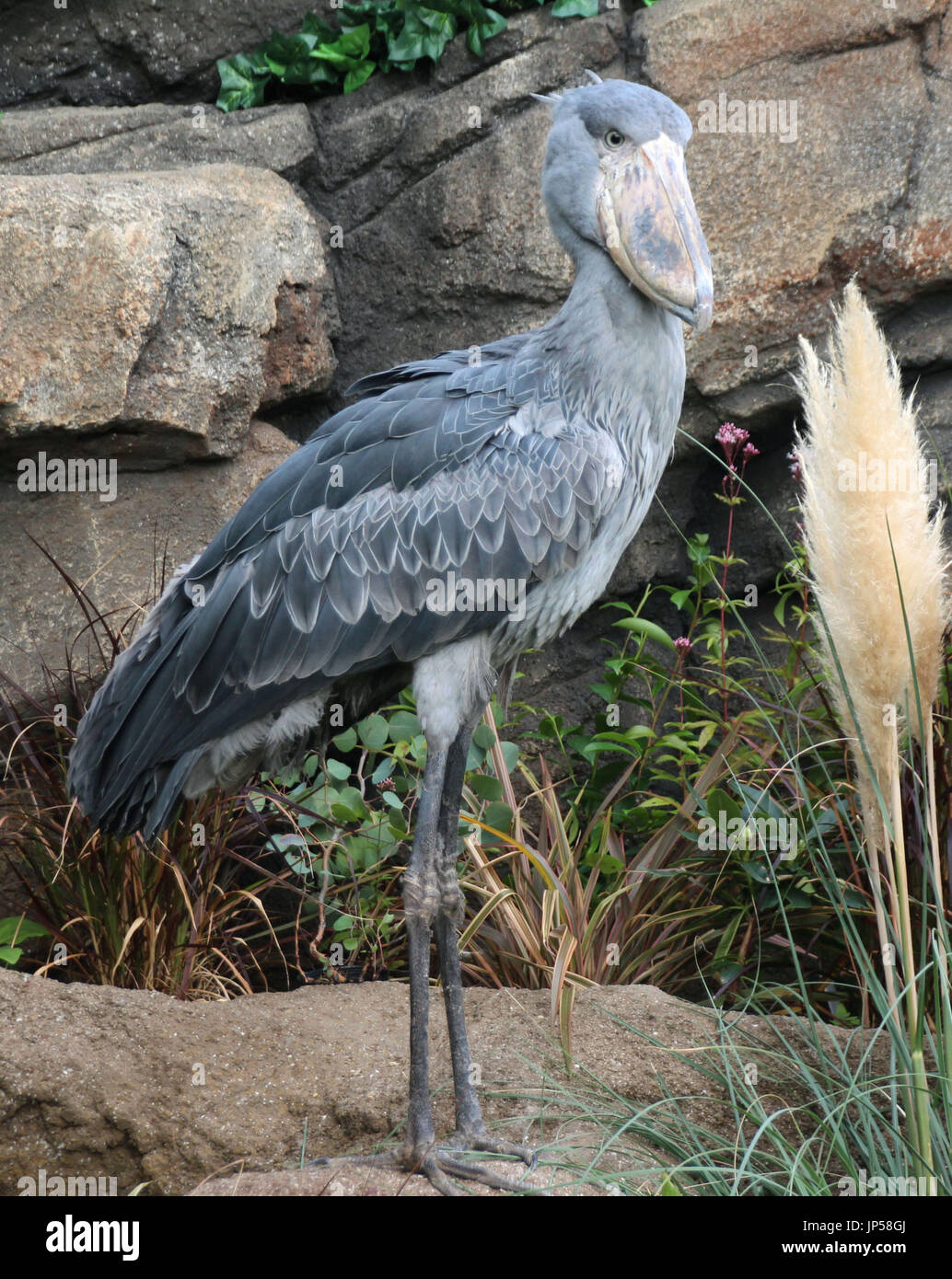 KOBE, Japan - Kobe Animal Kingdom in Kobe, Hyogo Prefecture, shows two ...
