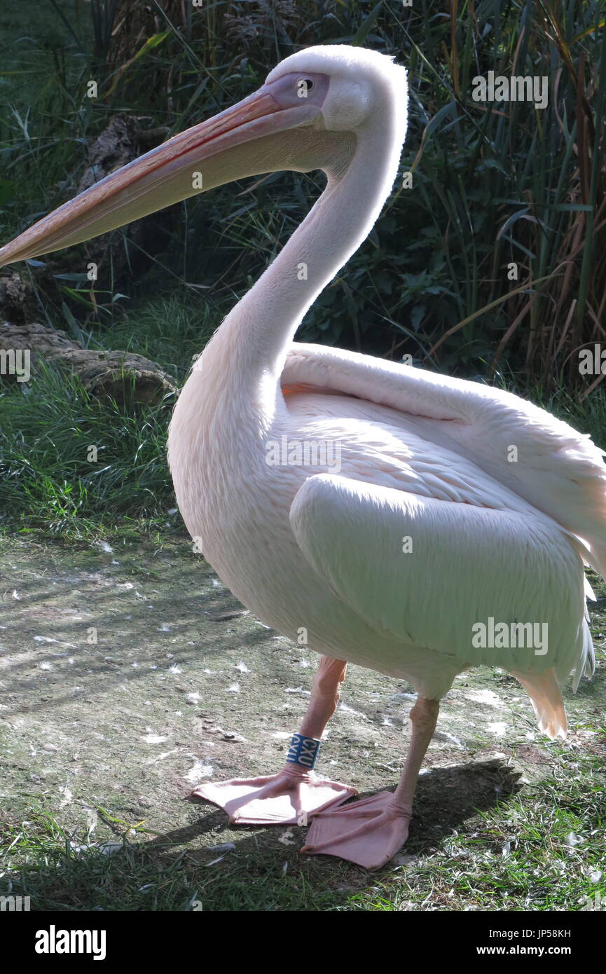 Pelicans London Zoo Stock Photo - Alamy