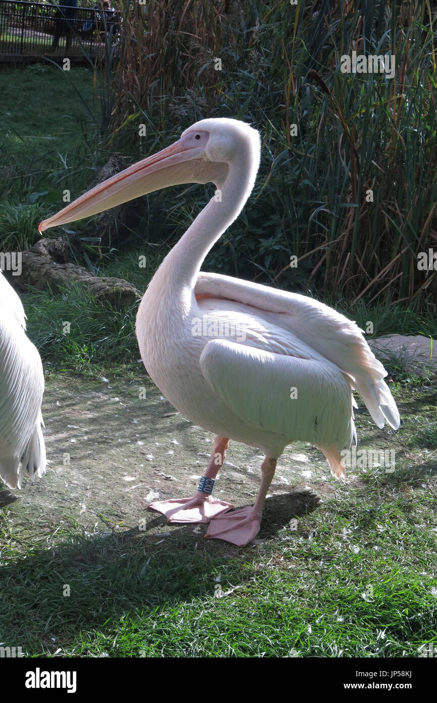 Pelicans London Zoo Stock Photo - Alamy