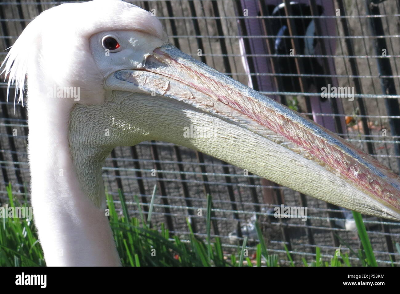 Pelicans London Zoo Stock Photo - Alamy
