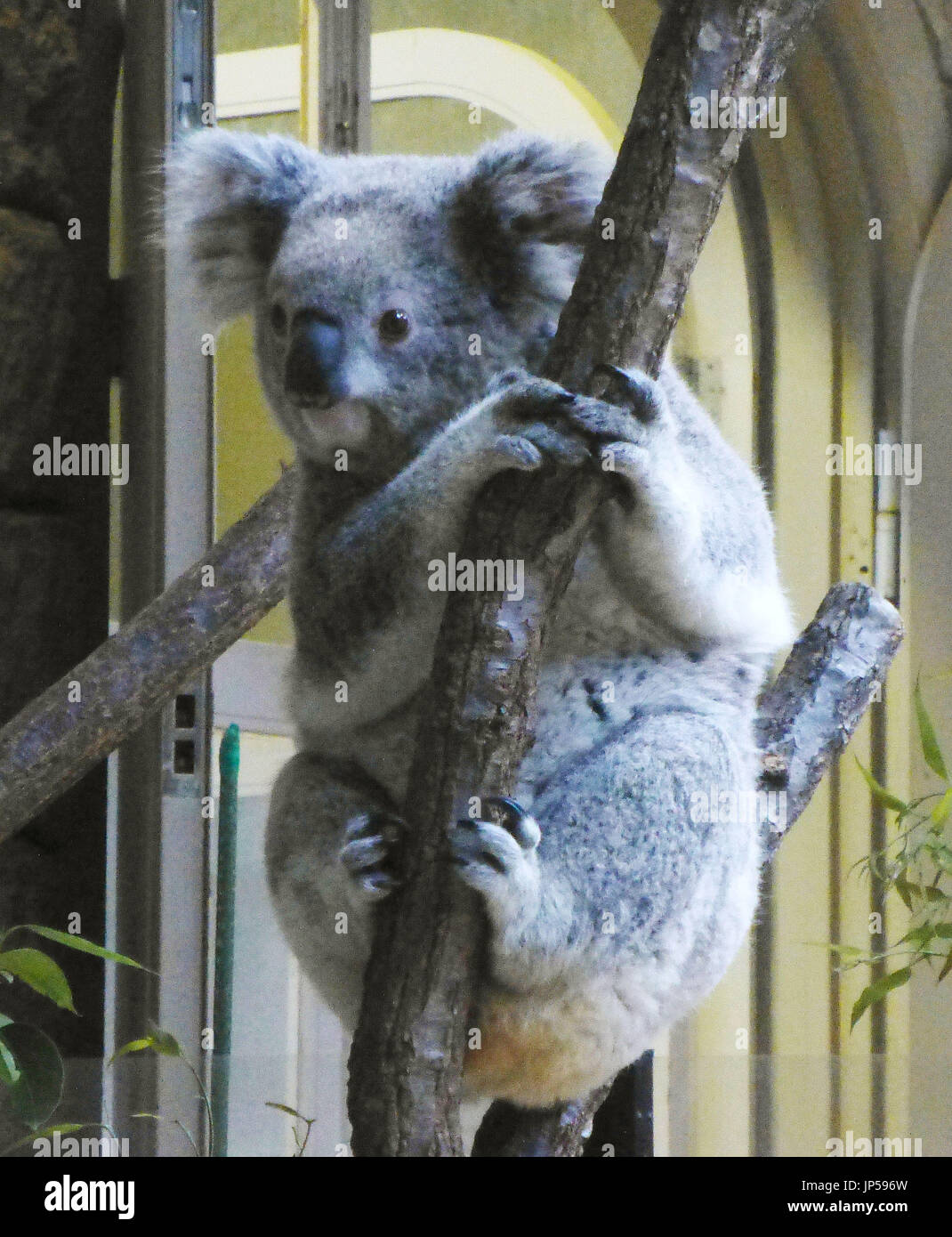 NAGOYA, Japan - A female koala named Tilly is shown to the public at ...