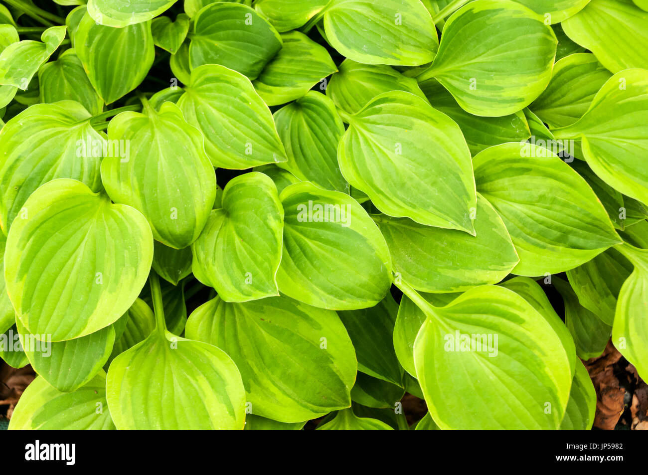 Hosta, Golden Tiara Stock Photo - Alamy