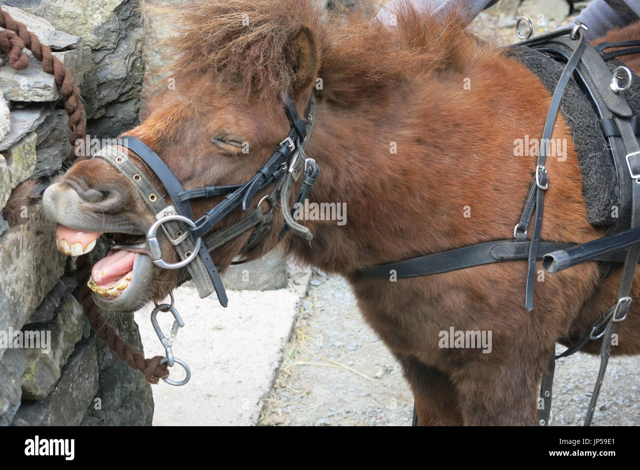 Shetland pony yawning Stock Photo - Alamy