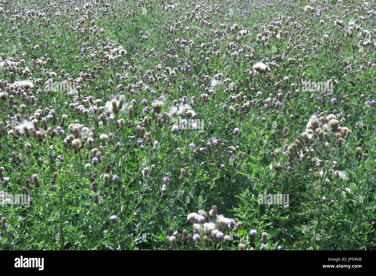 Flowers by the River Thames Stock Photo - Alamy