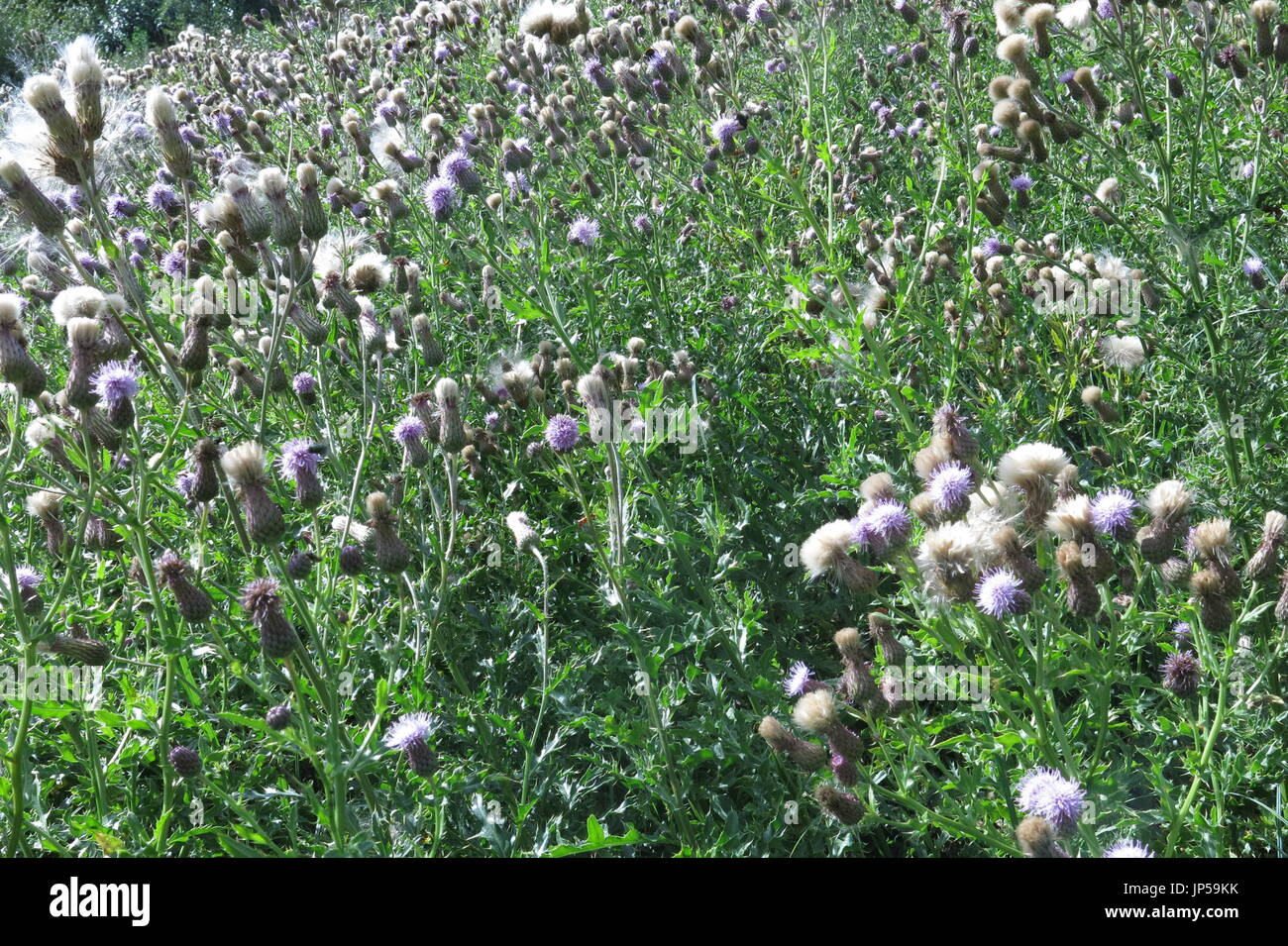 Flowers by the River Thames Stock Photo - Alamy