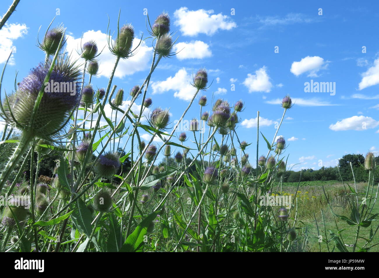Flowers by the River Thames Stock Photo - Alamy