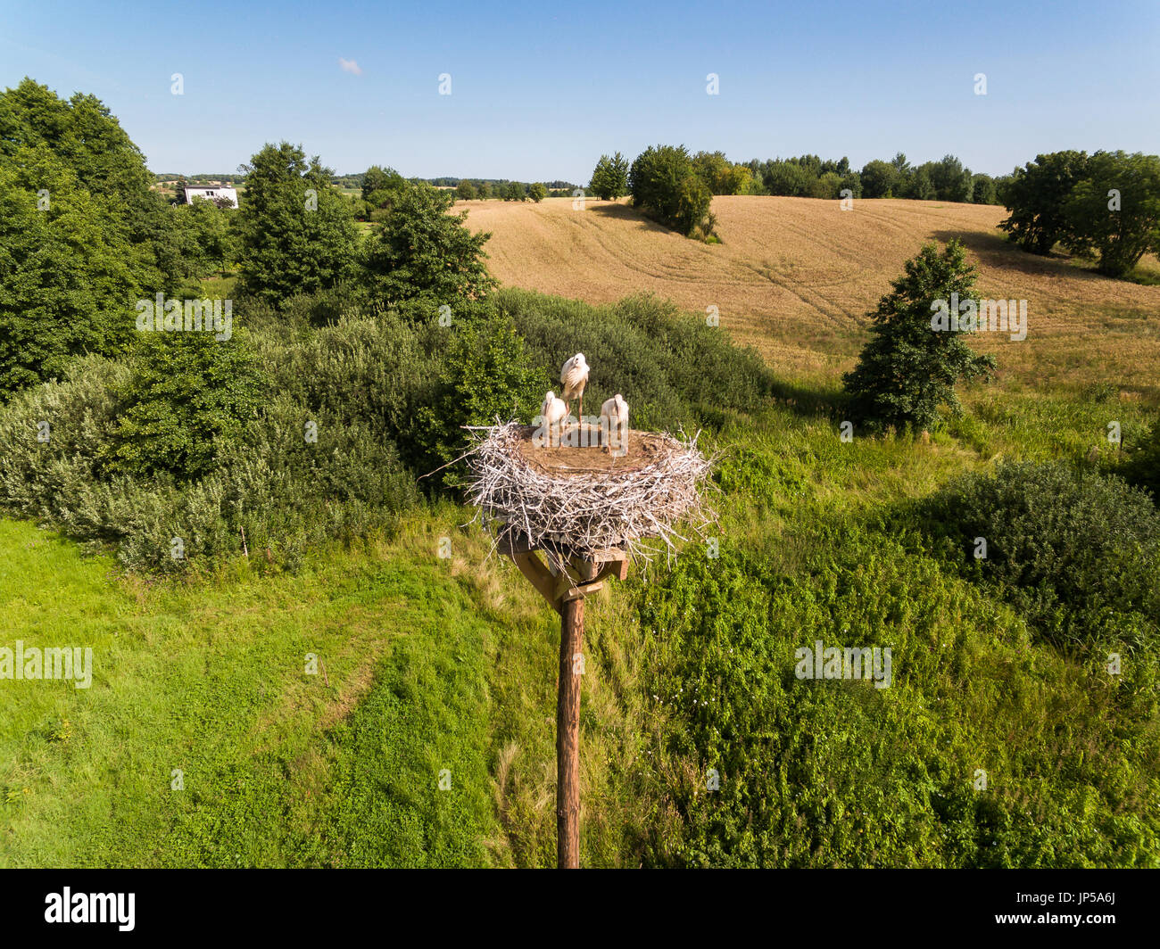 Storks in the nest in summer, top view Stock Photo - Alamy