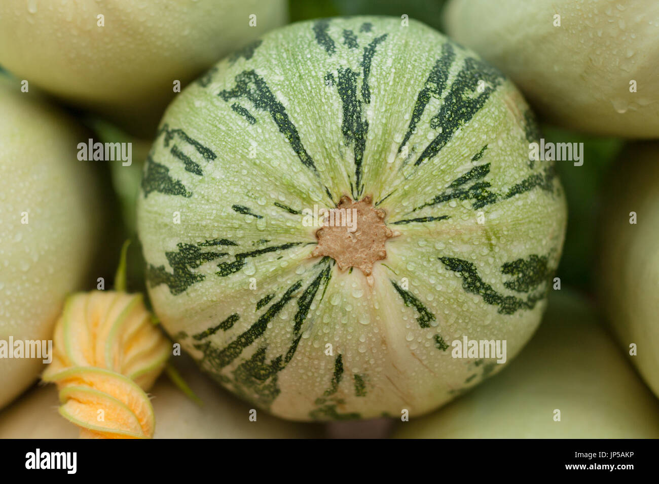 Vegetable Marrows. Fresh Ripe Organic Wet Vegetable Marrows With Yellow ...
