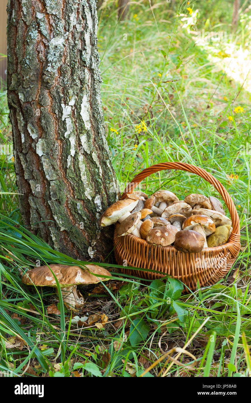Close Up Wicker Basket With Edible Mushrooms And Growing Large Mushroom