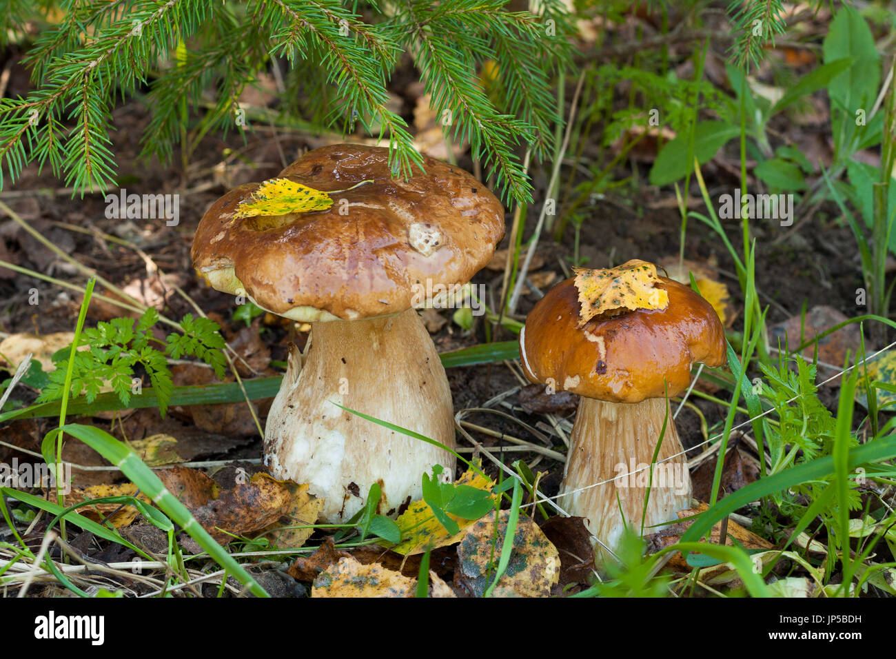 Boletus Edulis. Two Edible Mushrooms Boletus Edulis (Porcini) Growing ...