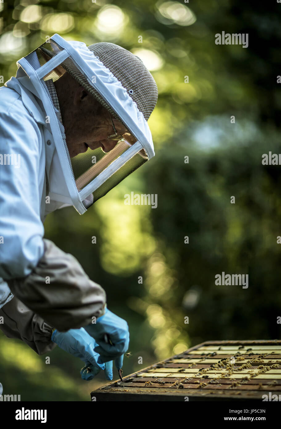Beekeeper wearing mesh headguard using a tool on trays, collecting ...