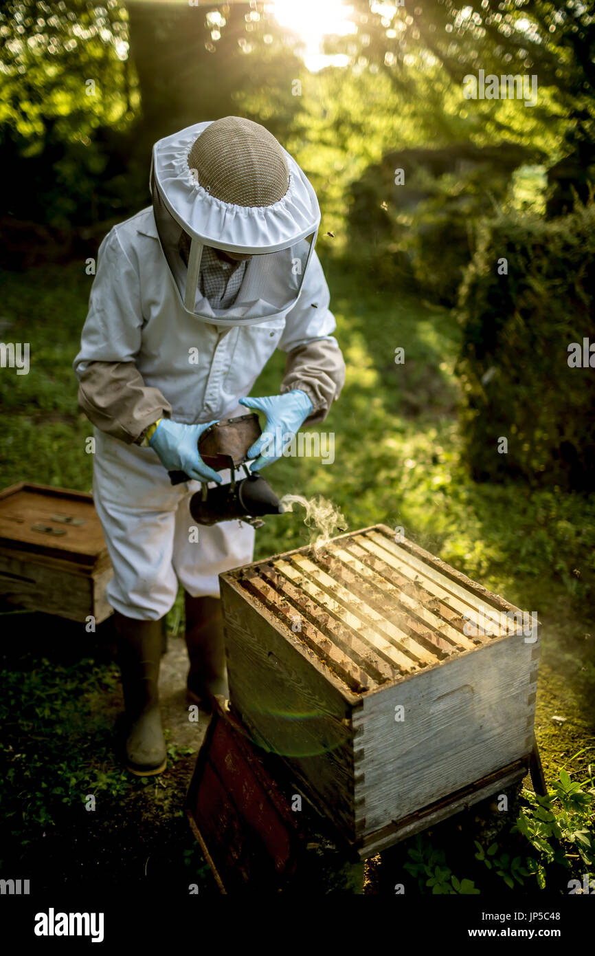 Beekeeper wearing veil standing holding a smoker over an open beehive ...