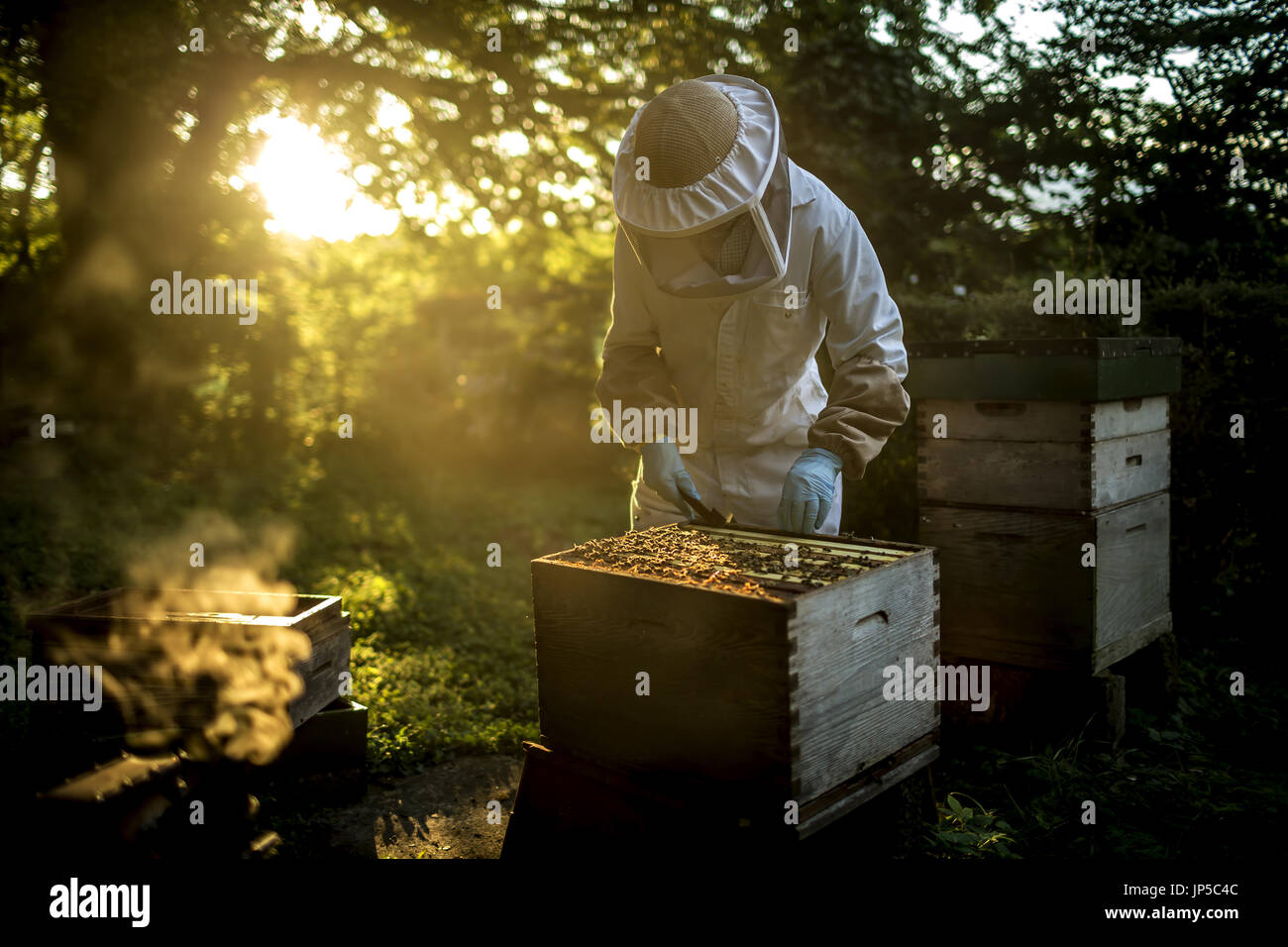 Beekeeper wearing a beekeeping suit with mesh face mask, inspecting an ...
