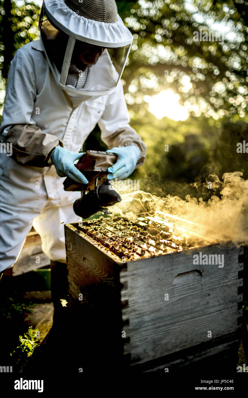 Beekeeper wearing a veil using a smoker on a beehive to calm honeybees ...