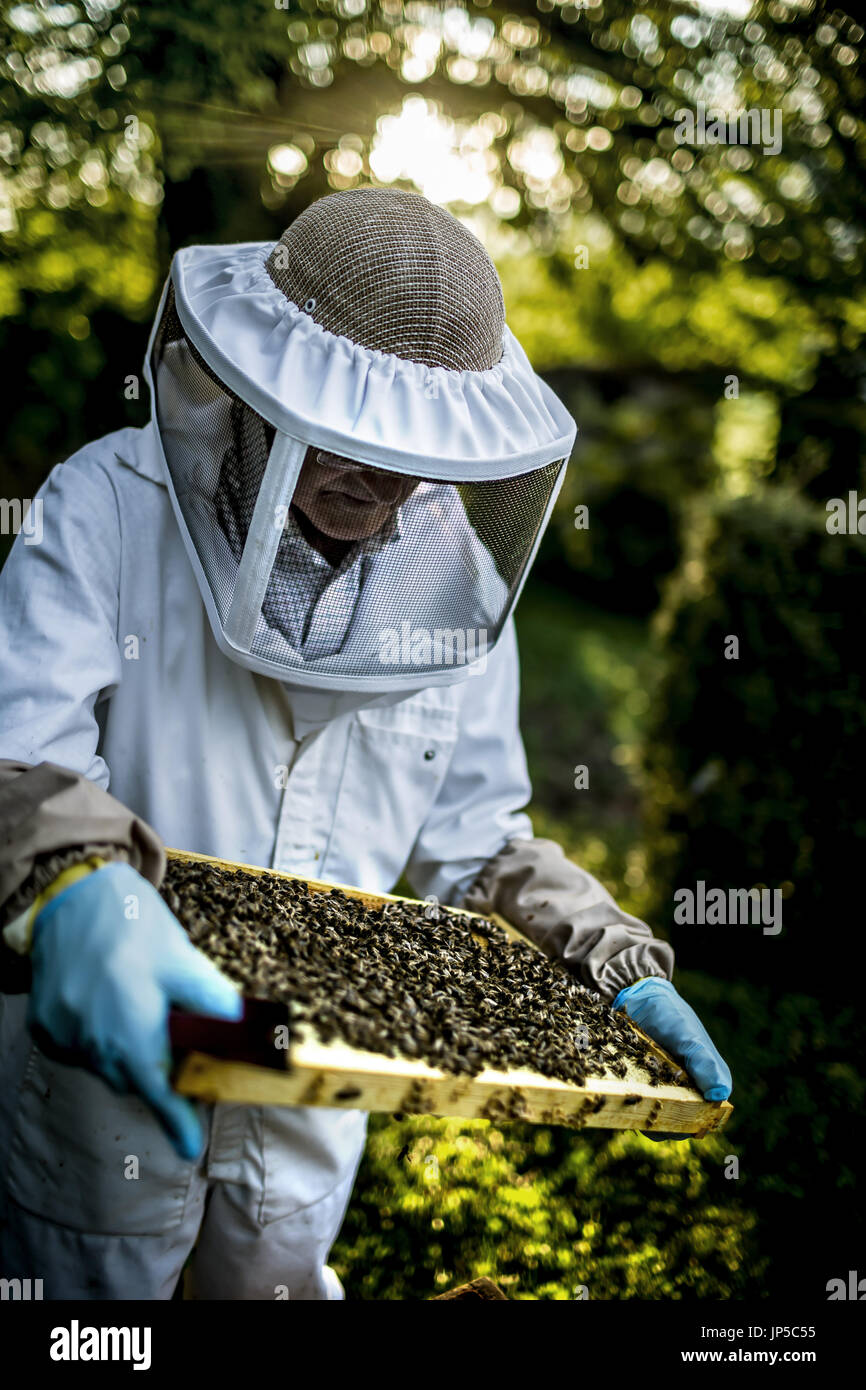 Beekeeper wearing a veil holding an inspection tray covered in bees ...